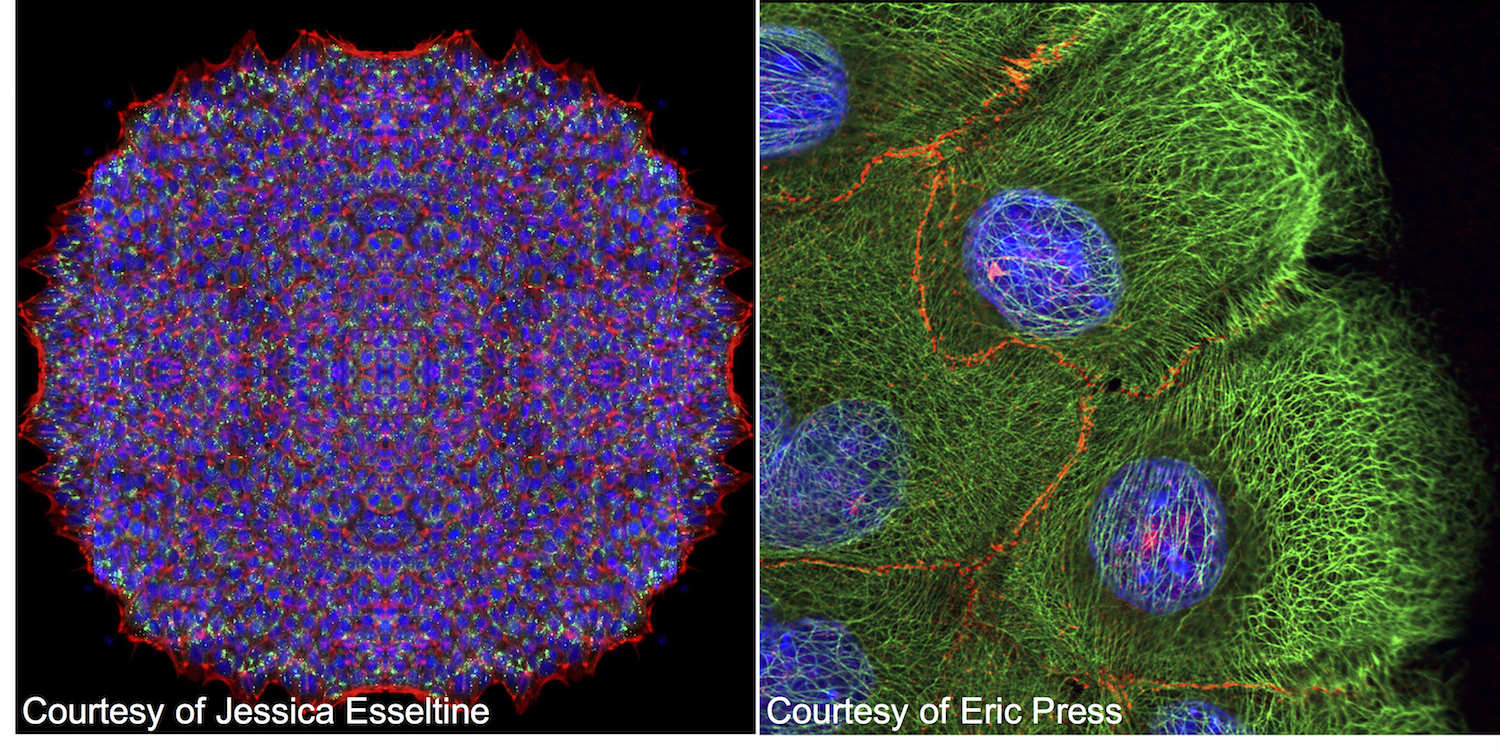Zeiss LSM800 Confocal Microscope with Airyscan - The Laird Laboratory ...