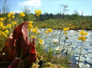 People - Nusha Keyghobadi - Western University