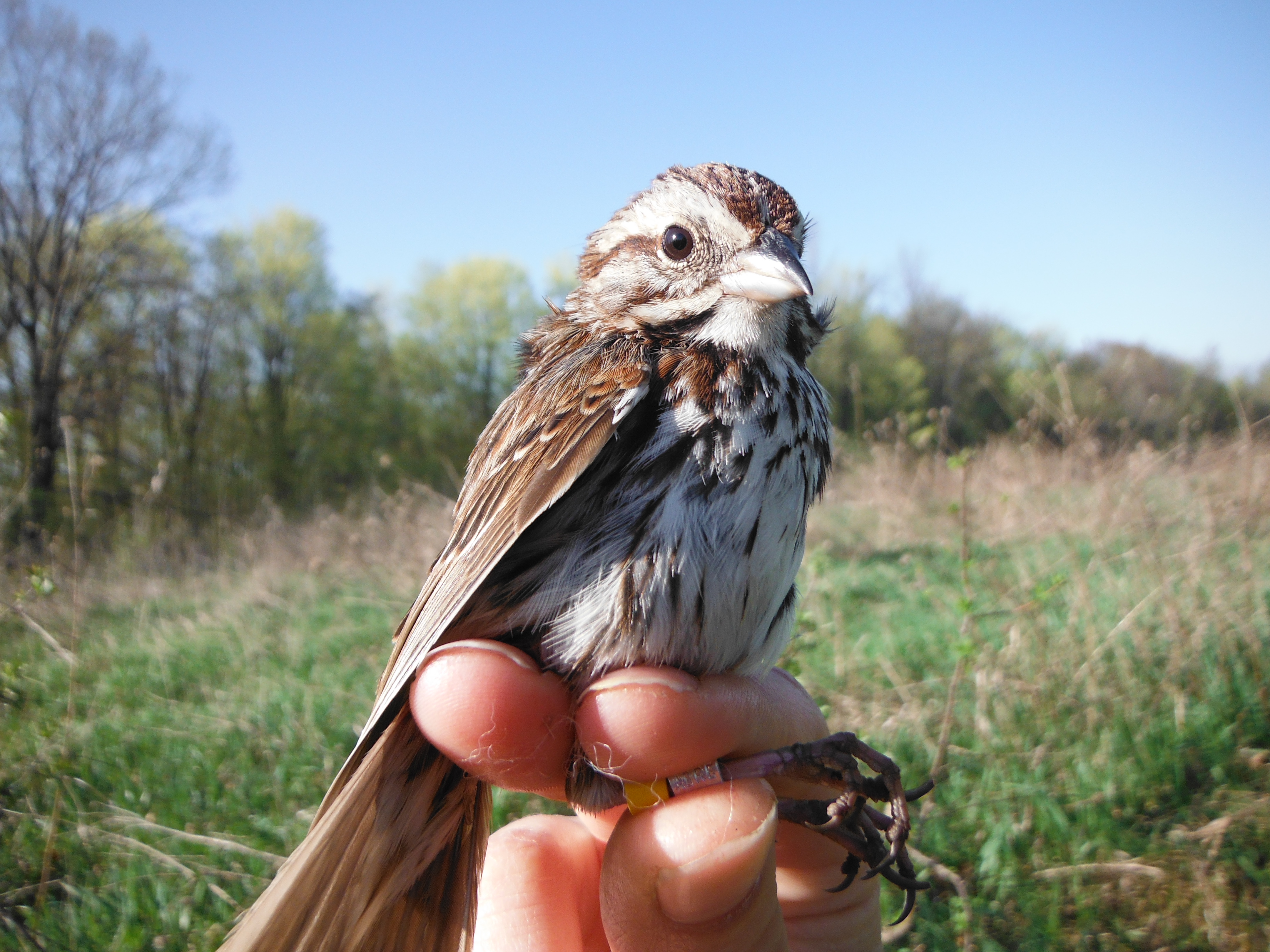 Beth MacDougall-Shackleton - Western University