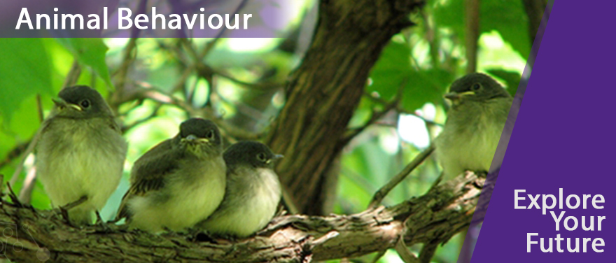 Animal Behaviour - Animal Behaviour - Western University